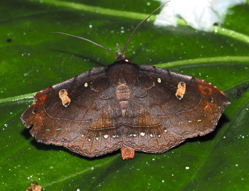 Azeta rufescens · iNaturalist