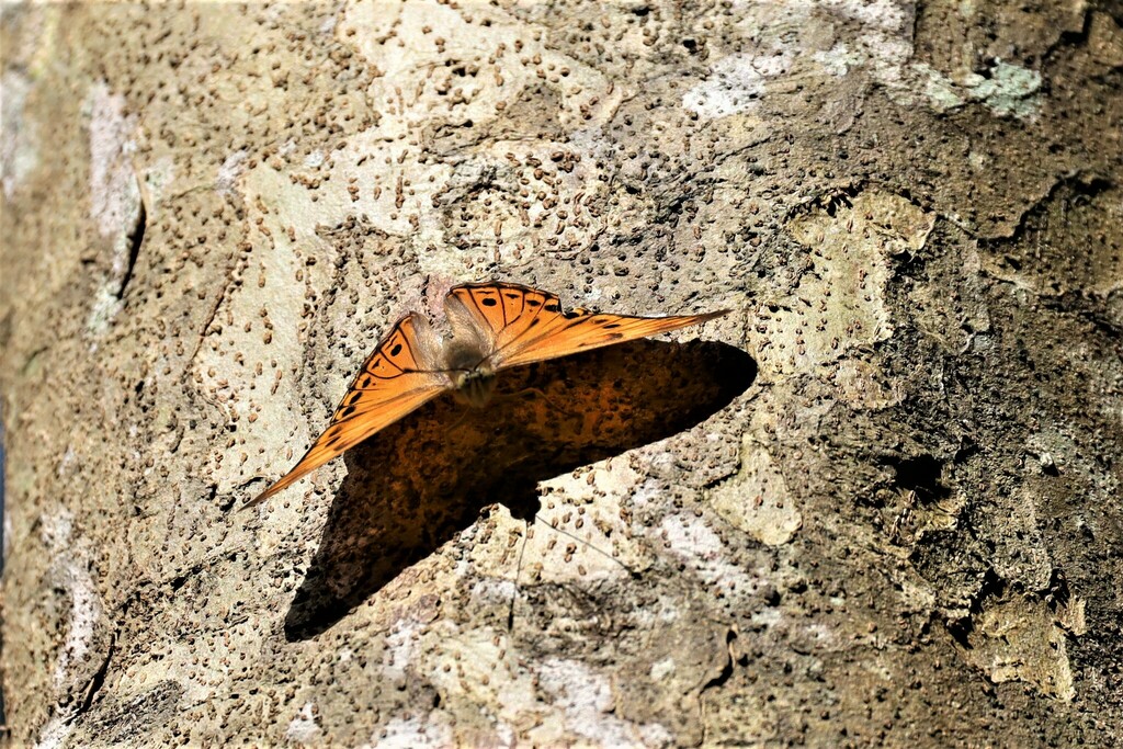 Chitoria chrysolora from 272台灣宜蘭縣南澳鄉中正路55號 on July 3, 2023 at 09:15 AM ...