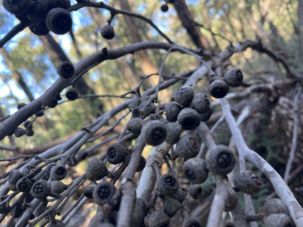 gum trees from Grampians National Park, AU-VI-AR, AU-VI, AU on July 5 ...