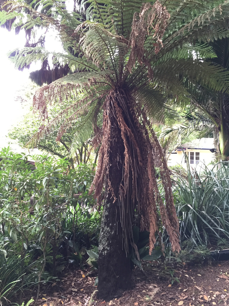 golden tree fern from Pukekura Park on February 05, 2016 by David ...