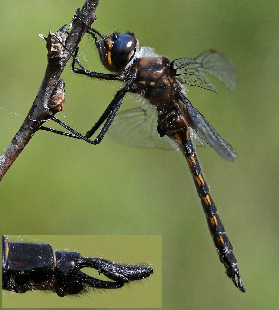 Spiny Baskettail from Truckee, CA 96161, USA on June 10, 2022 at 04:03 ...