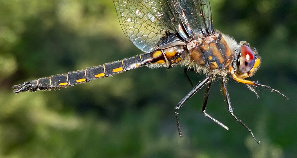 Spiny Baskettail from Truckee, CA 96161, USA on June 10, 2022 at 05:42 ...