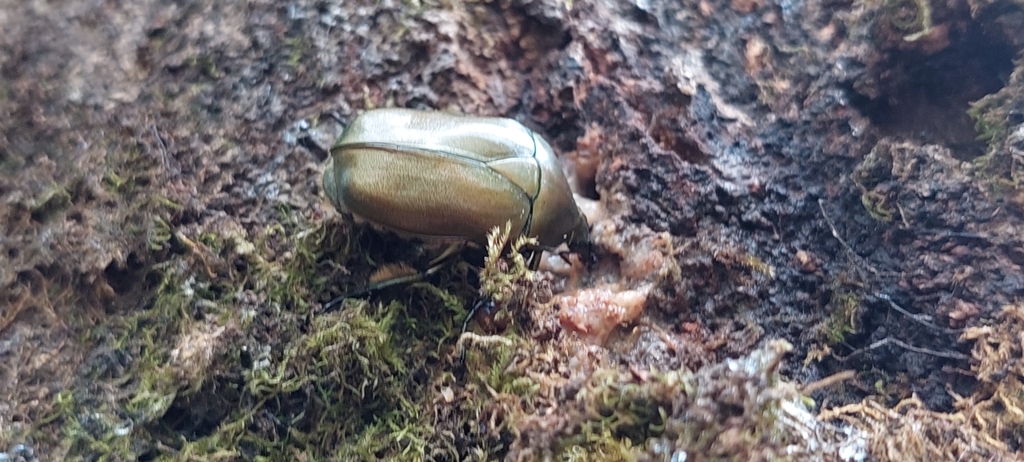 Japanese Drone Beetle from Kanazawa, JP-IS, JP on July 6, 2023 at 01:31 ...
