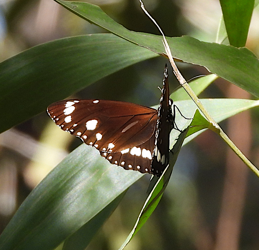 Common Australian Crow from Brian Battersby Reserve, Brisbane QLD ...