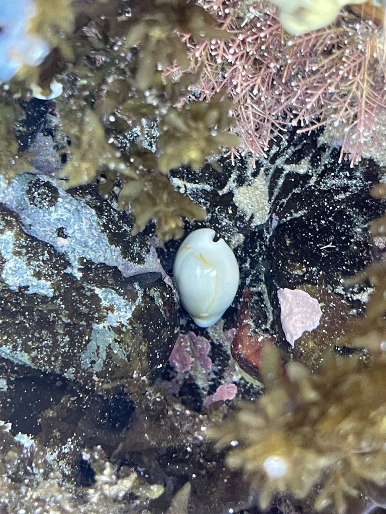 Gold Ring Cowry from Woolgoolga, NSW, AU on July 6, 2023 at 02:20 PM by ...
