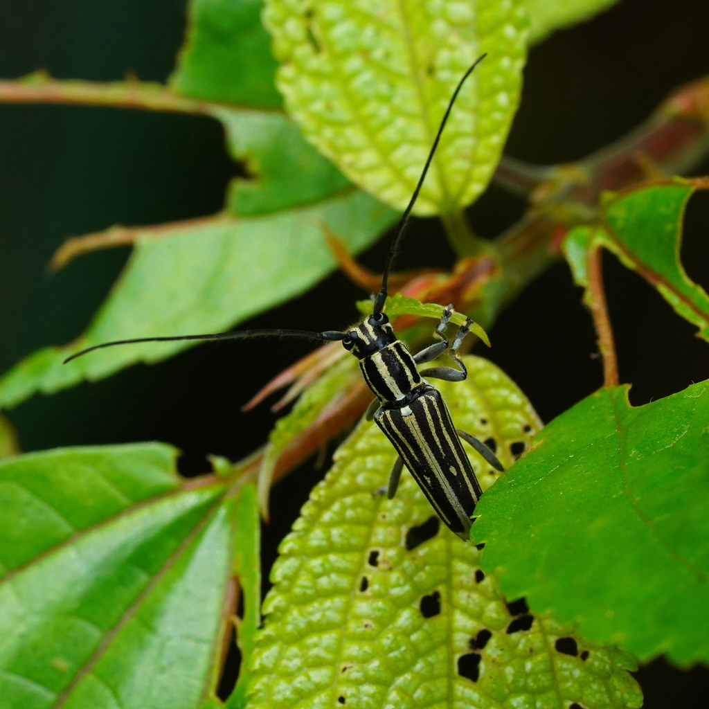 Glenea lineata sauteri from 台灣台北 on June 21, 2023 at 10:45 AM by ...