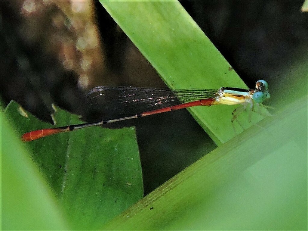 Red-tipped Shadefly from Coronel Marcelino Maridueña, EC-GU, EC on June ...