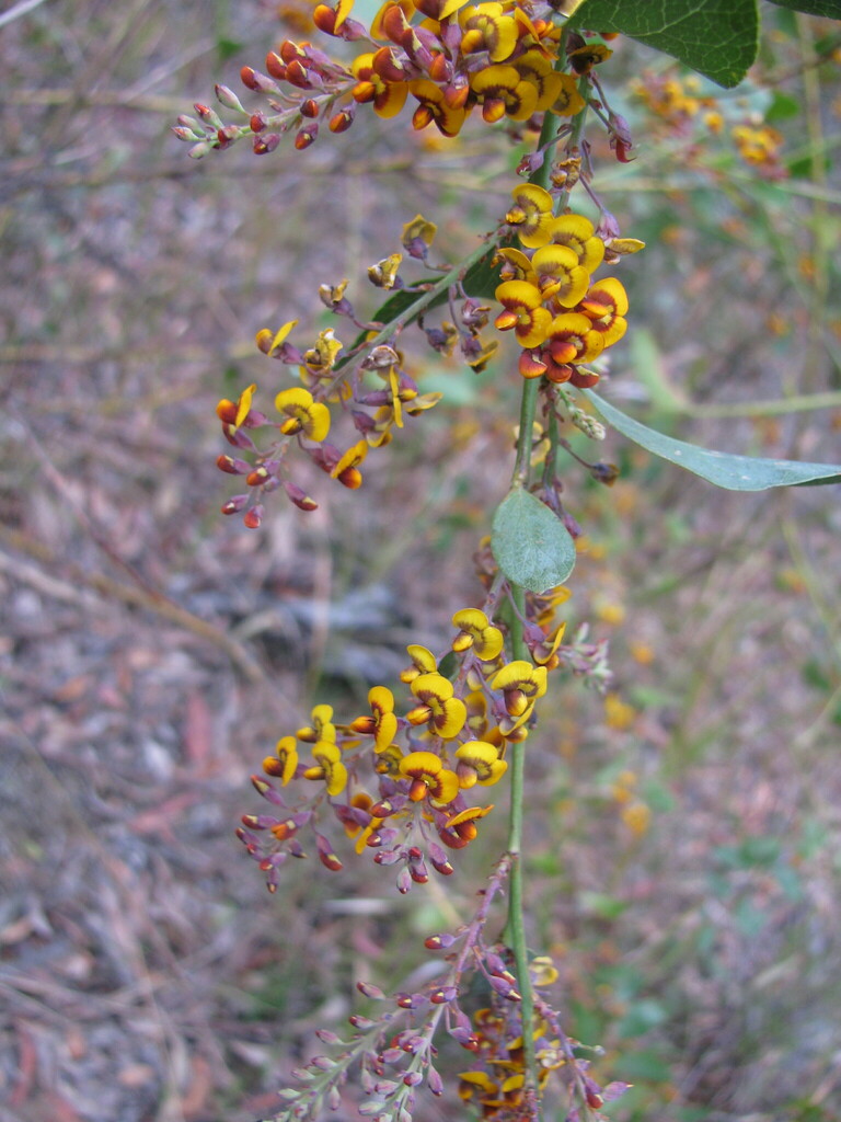 hop bitter-pea from Girraween QLD 4382, Australia on October 7, 2011 at ...