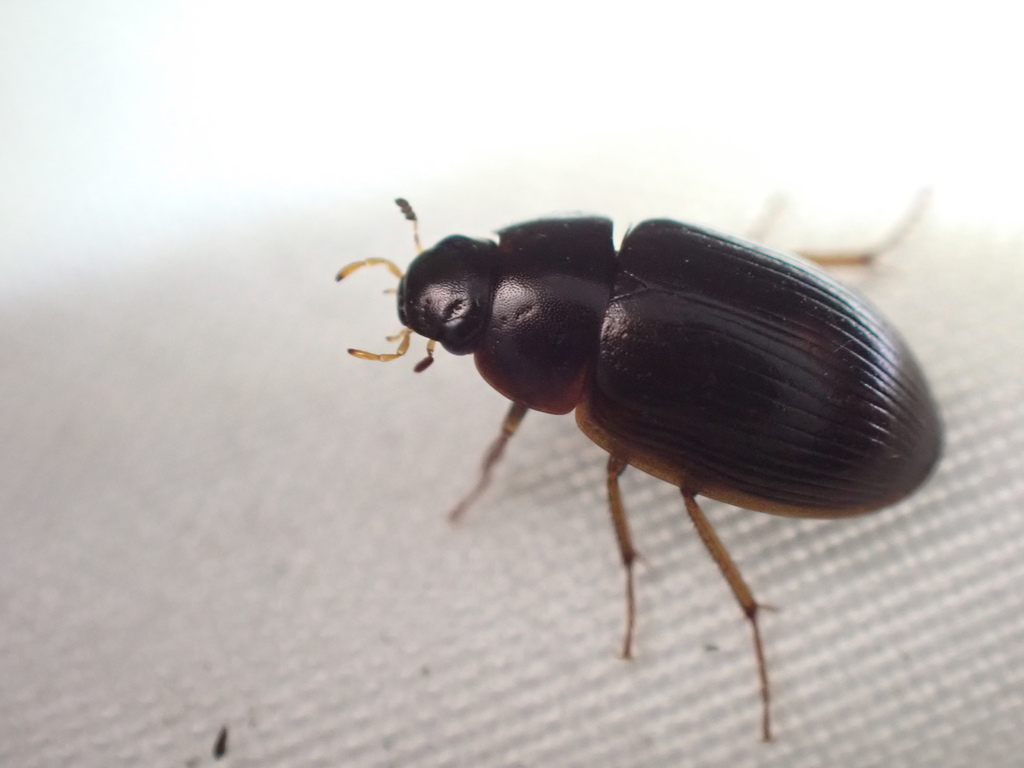 Hydrobius fuscipes from Val Marie No. 17, SK S0N, Canada on July 1 ...