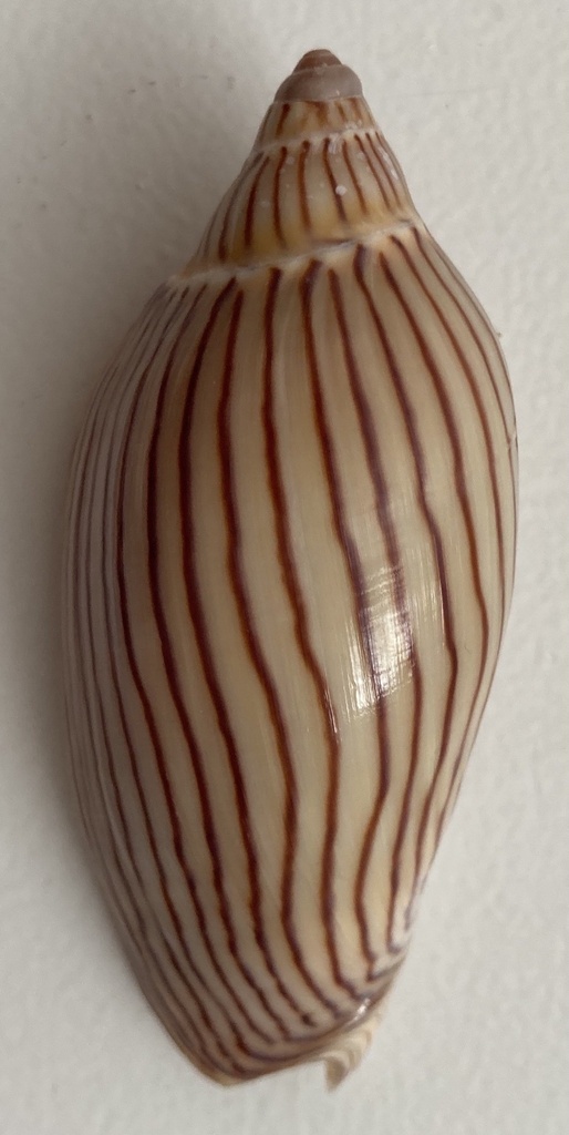 Amoria ellioti from Indian Ocean, De Grey, WA, AU on December 23, 2020 ...