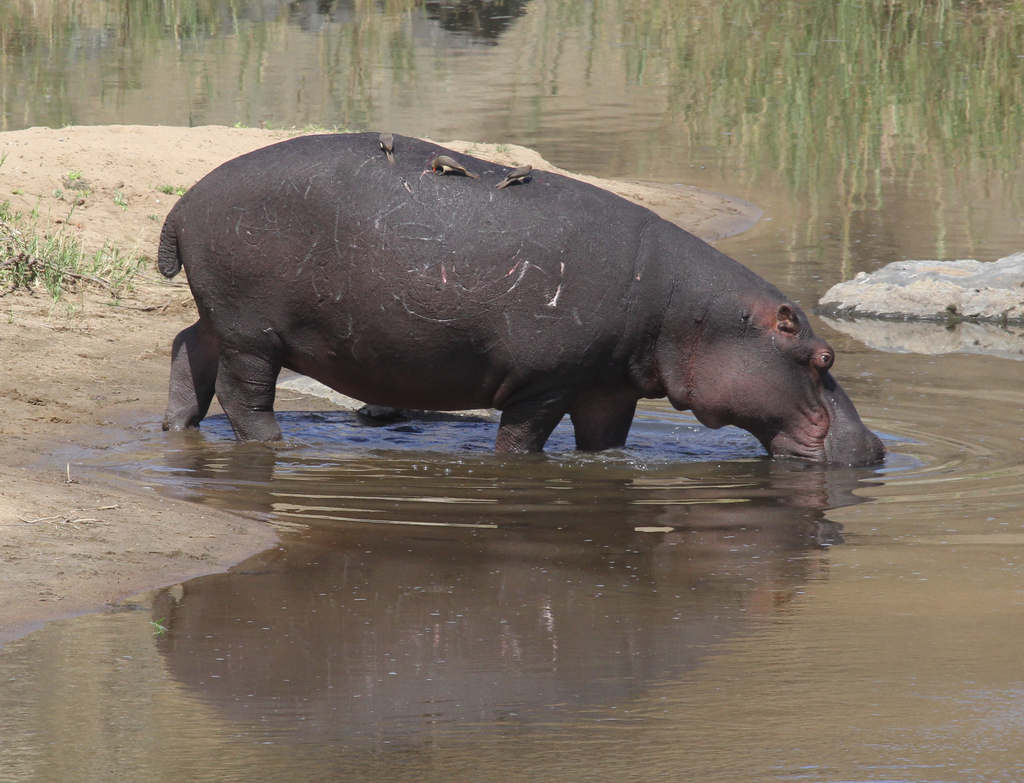 Common Hippopotamus from Sabie River, Kruger NP, South Africa on ...