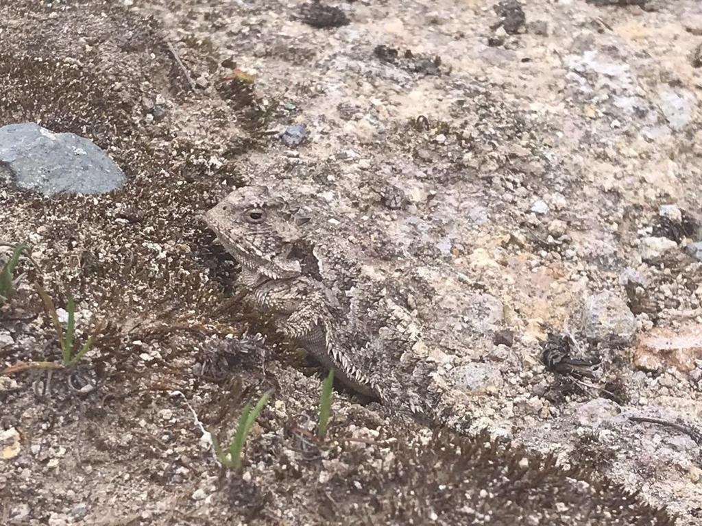 Mountain Horned Lizard from Parque Nacional El Chico, Pachuca de Soto ...