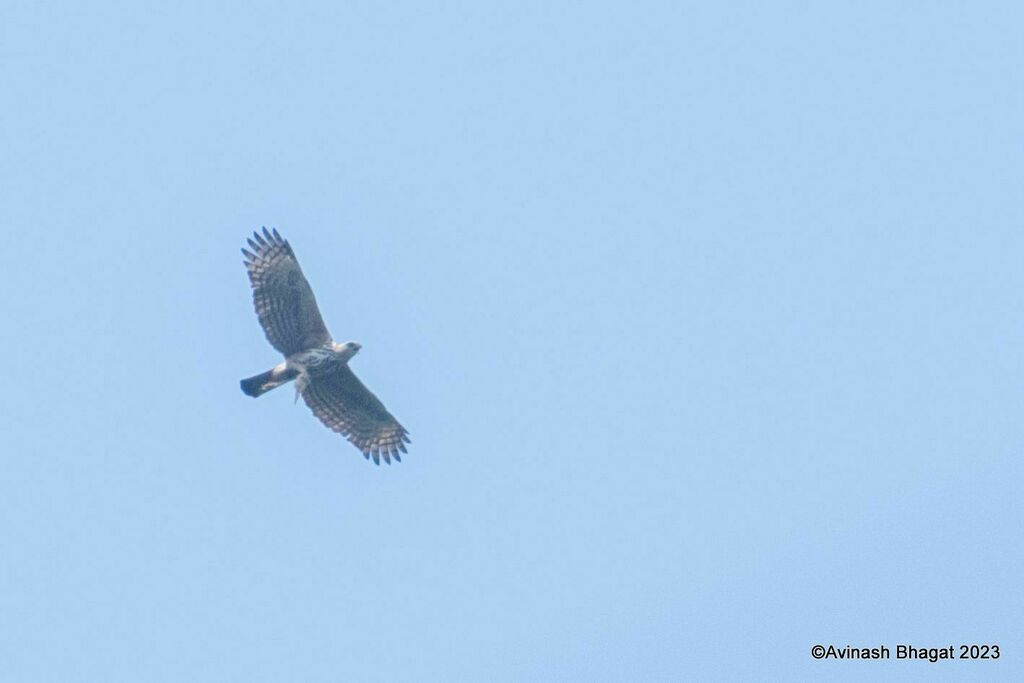 Changeable Hawk-Eagle from South Andaman, Andaman and Nicobar Islands ...