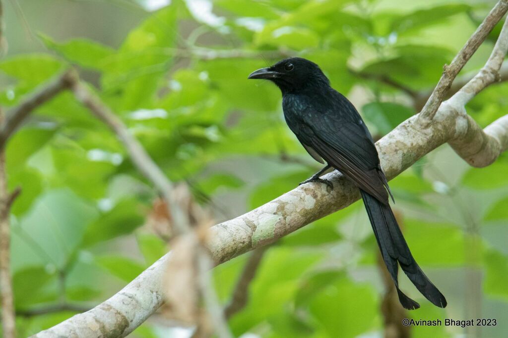Andaman Drongo from South Andaman, Andaman and Nicobar Islands on April 9, 2023 at 08:43 AM by ...