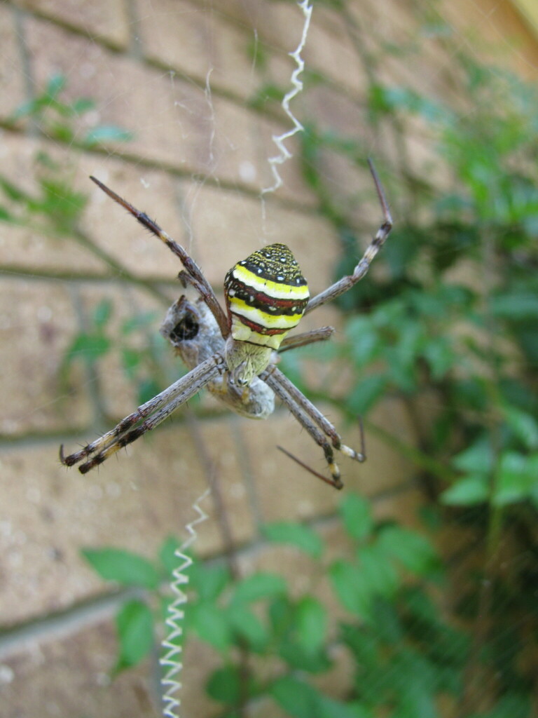 Saint Andrew's Cross Spider from Upper Brookfield QLD 4069, Australia ...