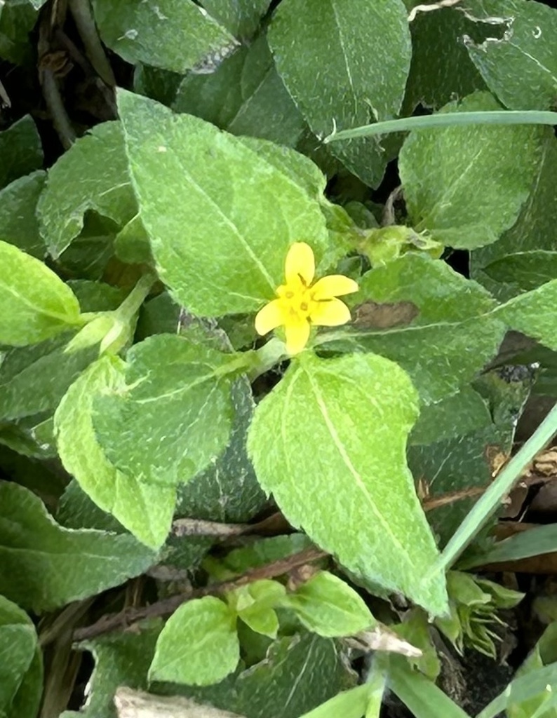 straggler daisy from E Pecan Dr, Johnson City, TX, US on May 16, 2023 ...