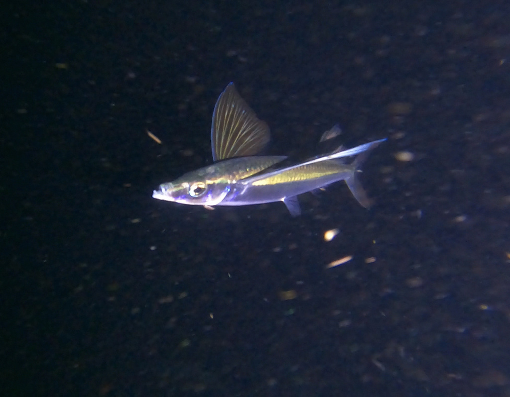 Pacific Sharpchin Flying Fish from Bahía de Los Angeles, MX on July 5 ...