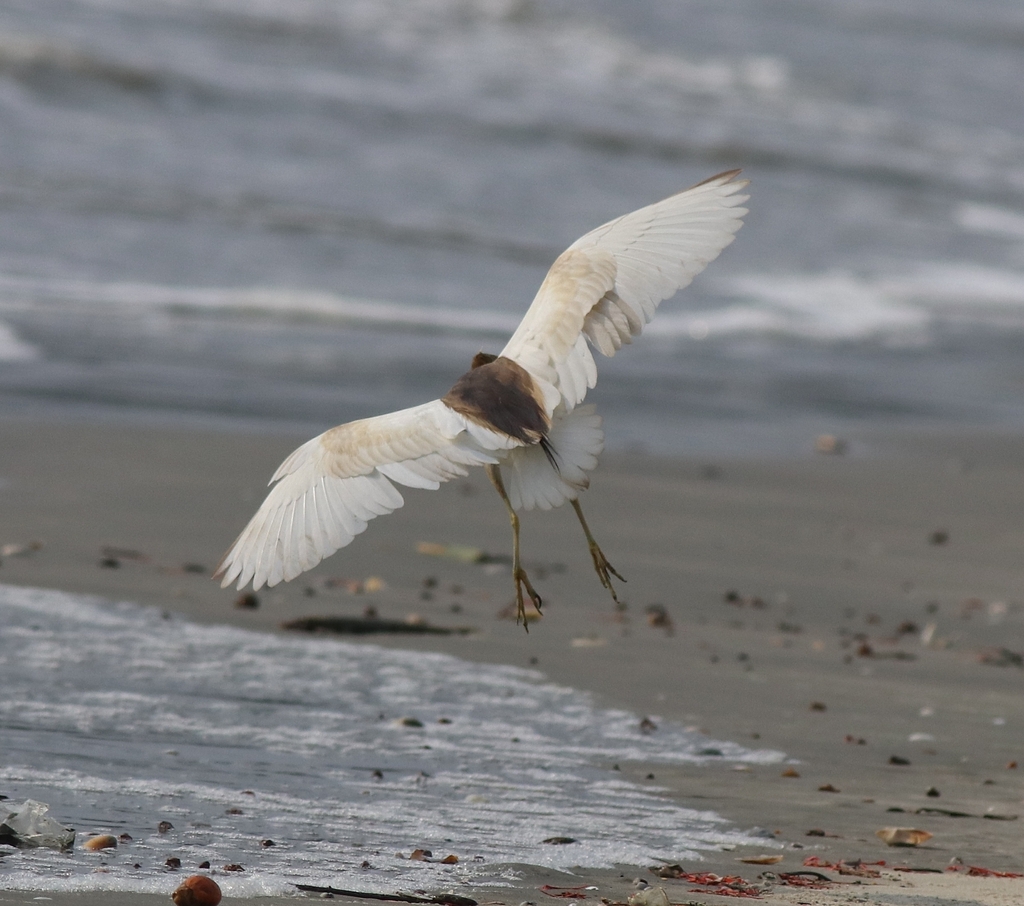 Indian Pond-Heron from Elathur Beach on April 28, 2023 at 04:30 PM by ...