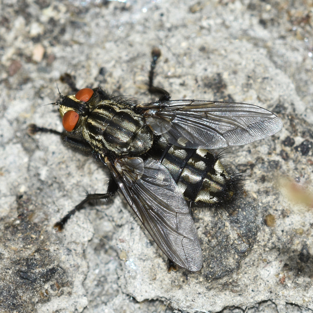 Common Flesh Flies from 55-010 Siechnice, Poland on May 20, 2023 at 12: ...