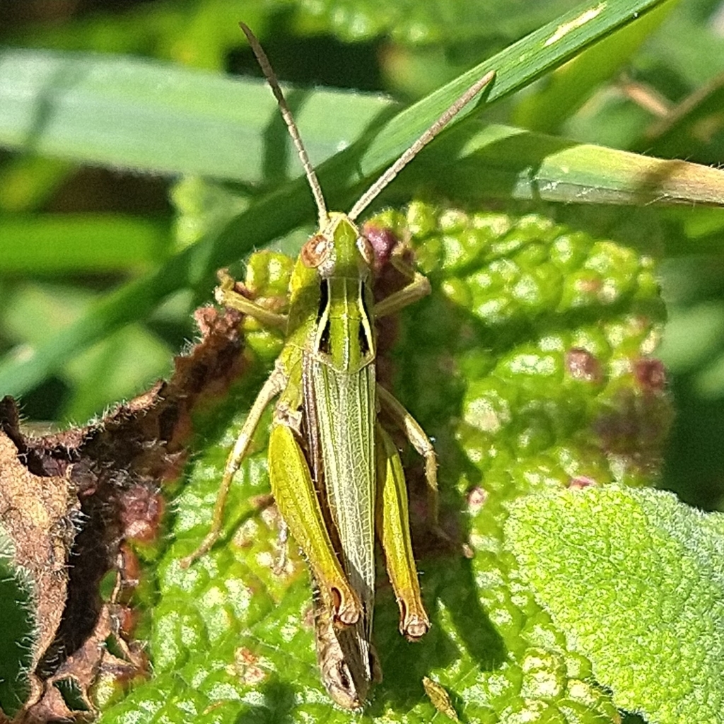 Common Green Grasshopper from Weaver Row, St Ninians, Stirling FK7 9HX ...
