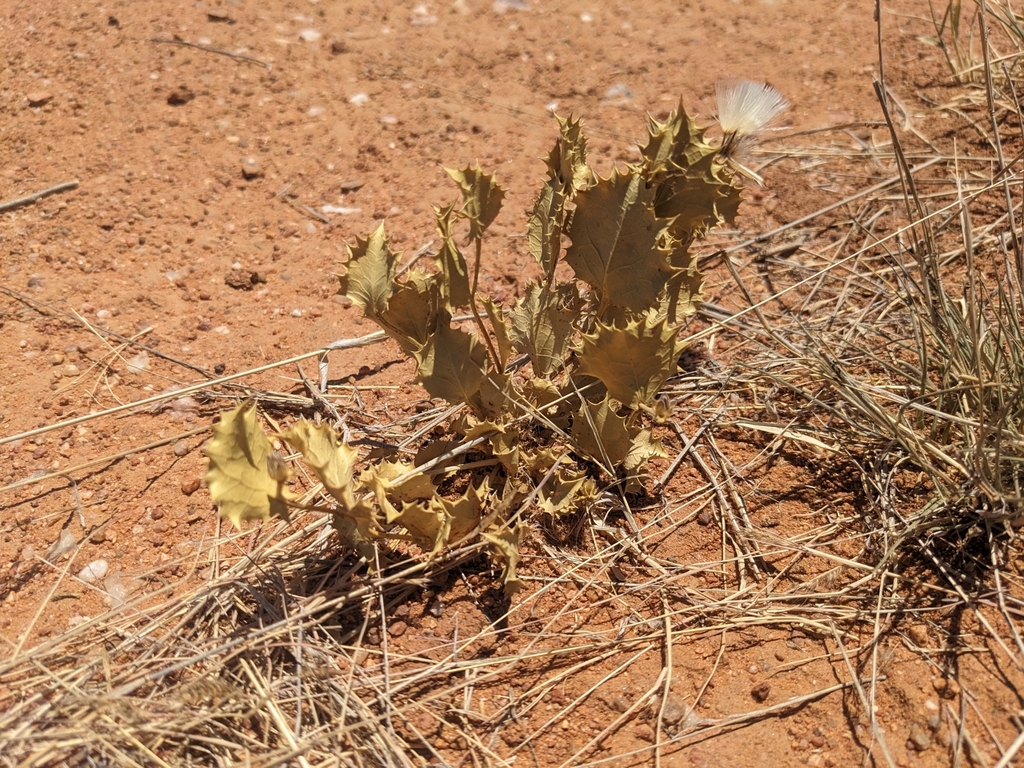 dwarf desert peony from Fort Grant, AZ 85643, USA on July 5, 2023 at 11 ...