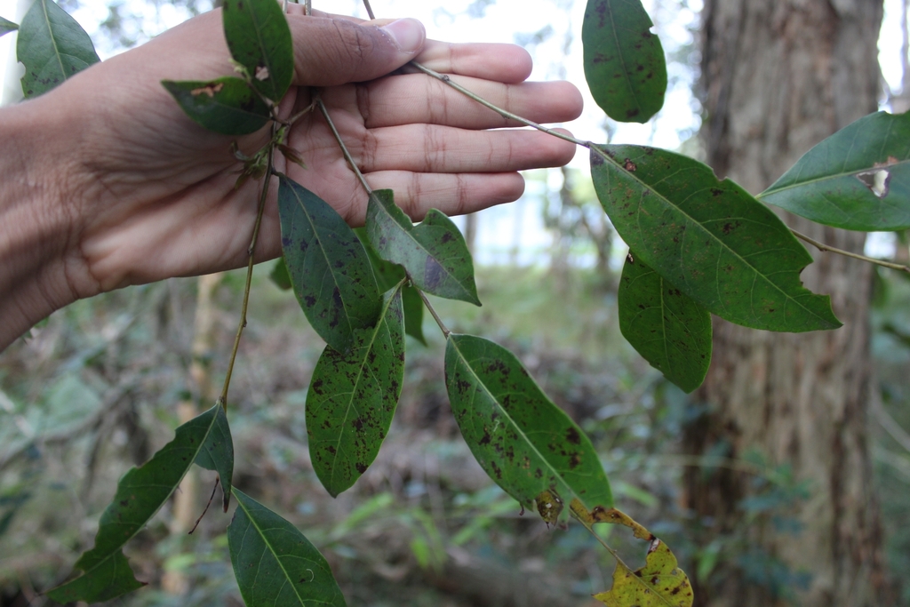 Cheese Tree from Gowan Rd at The Parks, Calamvale QLD 4116, Australia ...