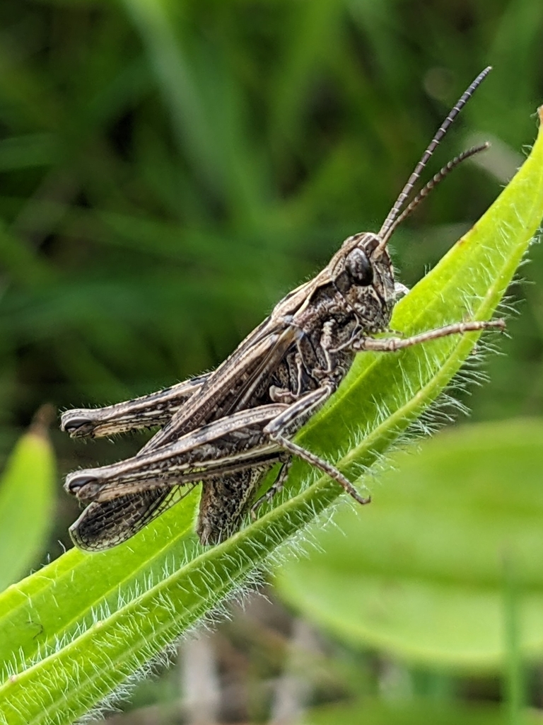 Common Field Grasshopper from Durham, England, GB on July 5, 2023 at 02 ...