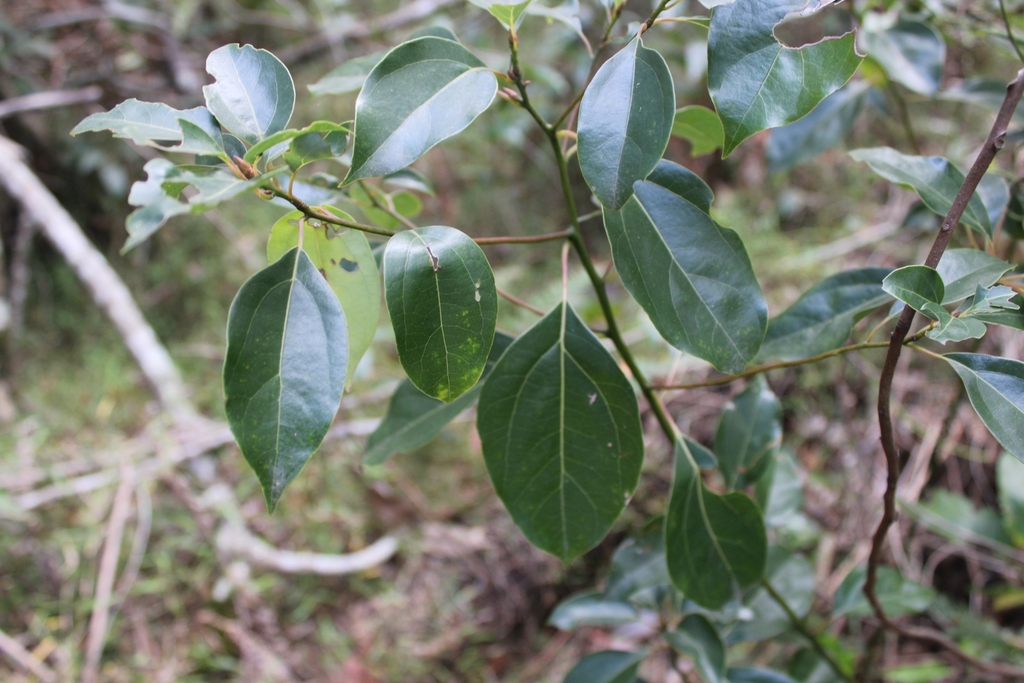 Camphor Tree from Gowan Road & The Parkway on July 6, 2023 at 03:40 PM ...
