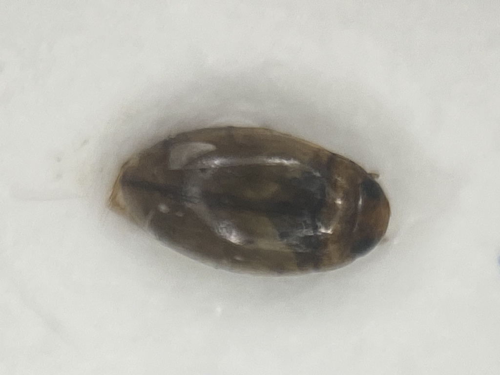 Uvarus from Open Plain Dr, Pflugerville, TX, US on July 5, 2023 at 11: ...