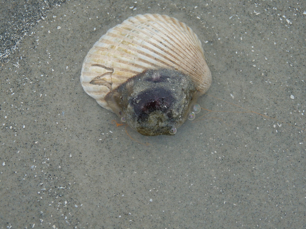Calliactis from Galveston Island State Park, Galveston, TX, USA on ...