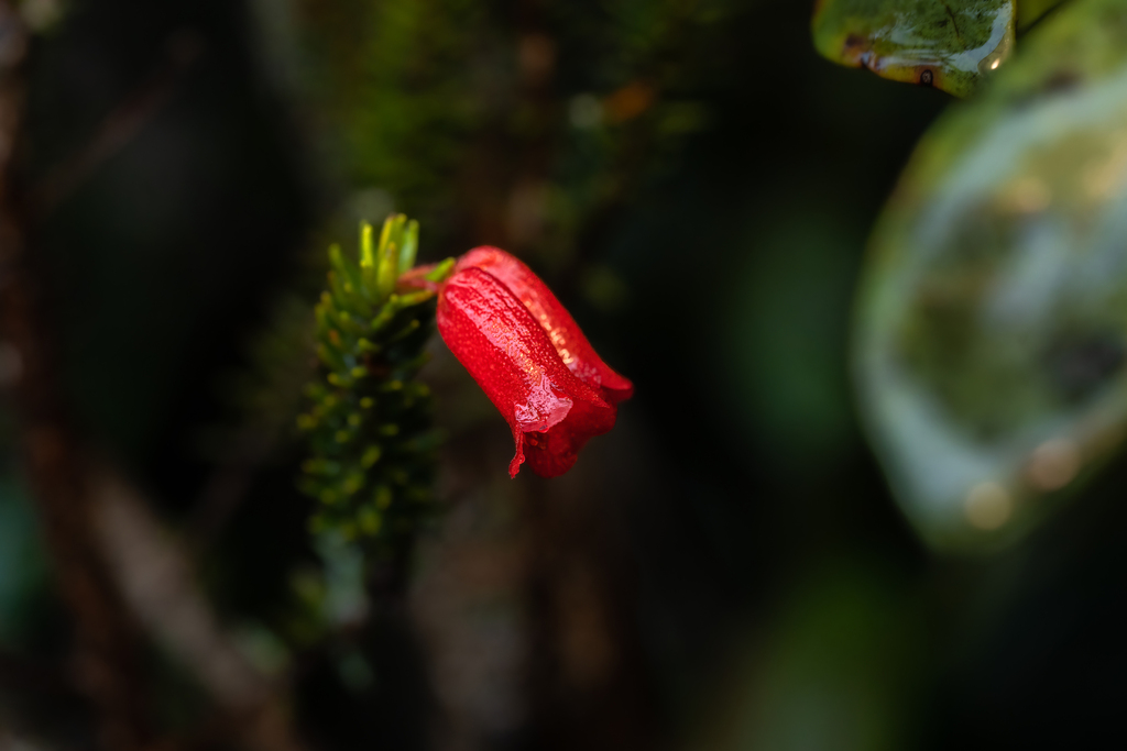Rhododendron ericoides from Kinabalu Park, Ranau, Sabah, Malaysia on ...
