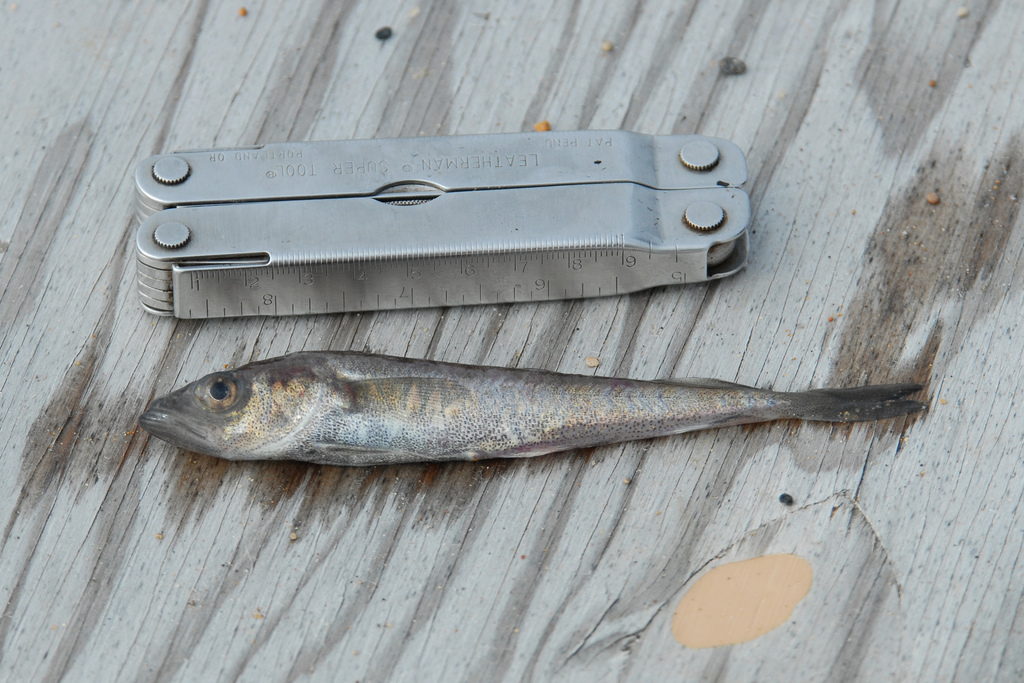 Arctic Cod (Boreogadus saida) - Marine Life Identification