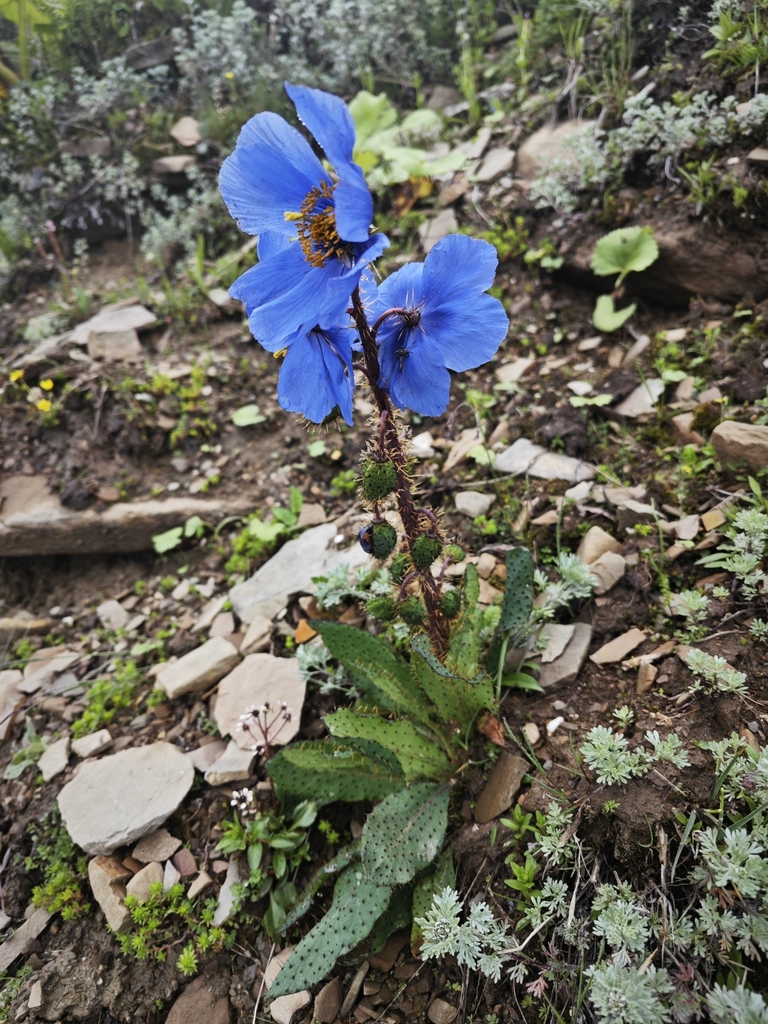 Meconopsis racemosa in July 2023 by 15721196805 · iNaturalist