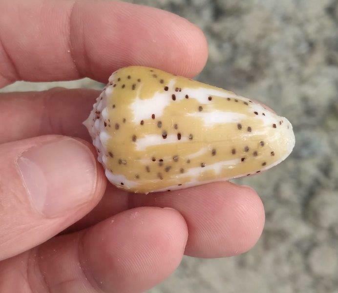 Flea-bitten Cone from Diego Garcia, BBND 1ZZ, British Indian Ocean ...