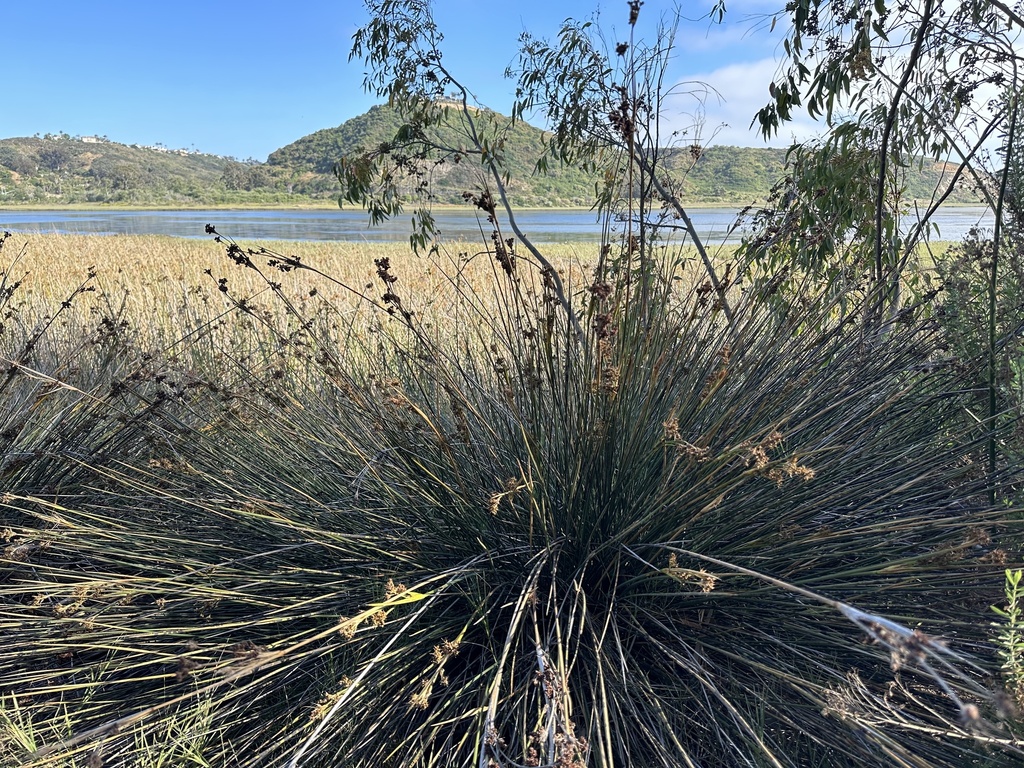 Southwestern Spiny Rush from Batiquitos Lagoon Nature Trail, Carlsbad ...