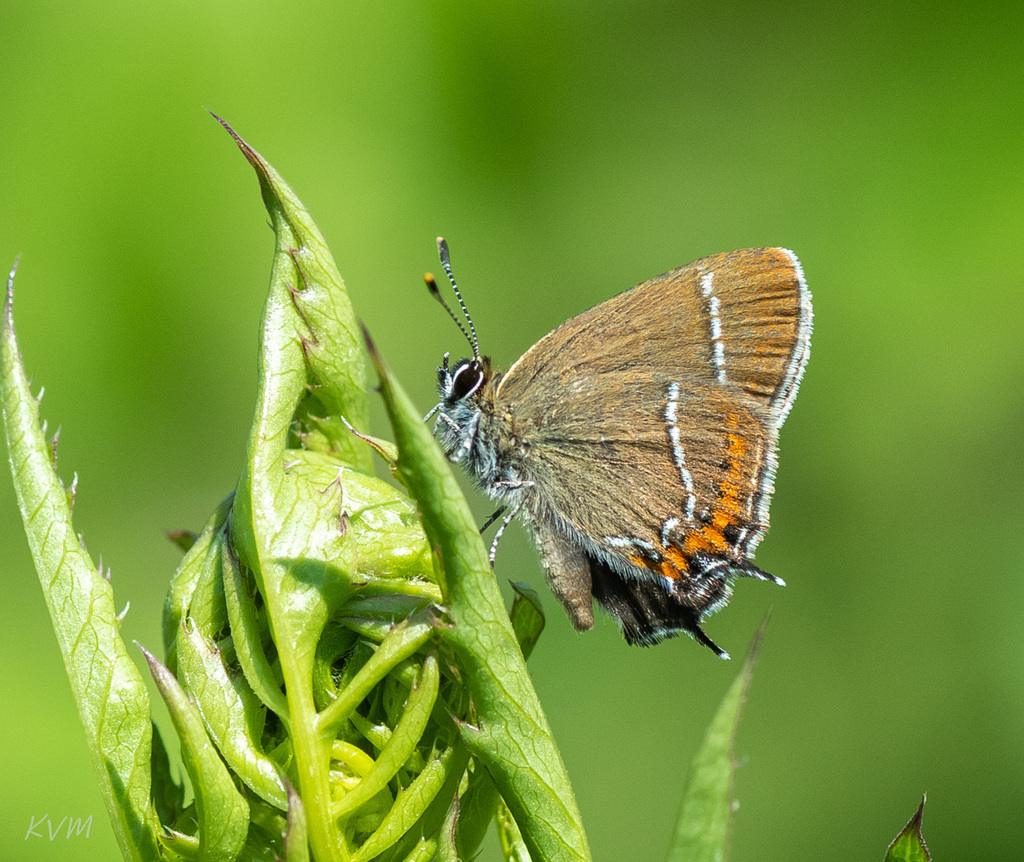 Satyrium prunoides from Восточно-Казахстанская область, 070000 ...