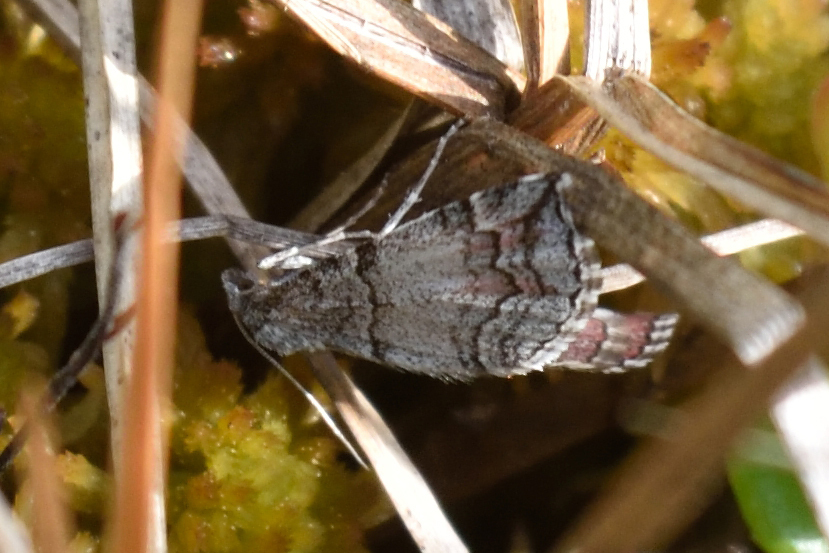 Manchester Treble-bar Moth from Щелковский р-н, Московская обл., Россия ...