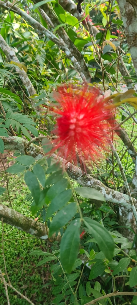 scarlet powder-puff from Kuranda QLD 4881, Australia on July 6, 2023 at ...