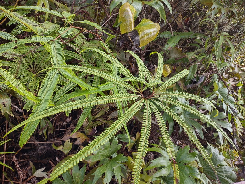 Matonia pectinata from Kinabalu Park, Ranau, Sabah, Malaysia on July 6 ...