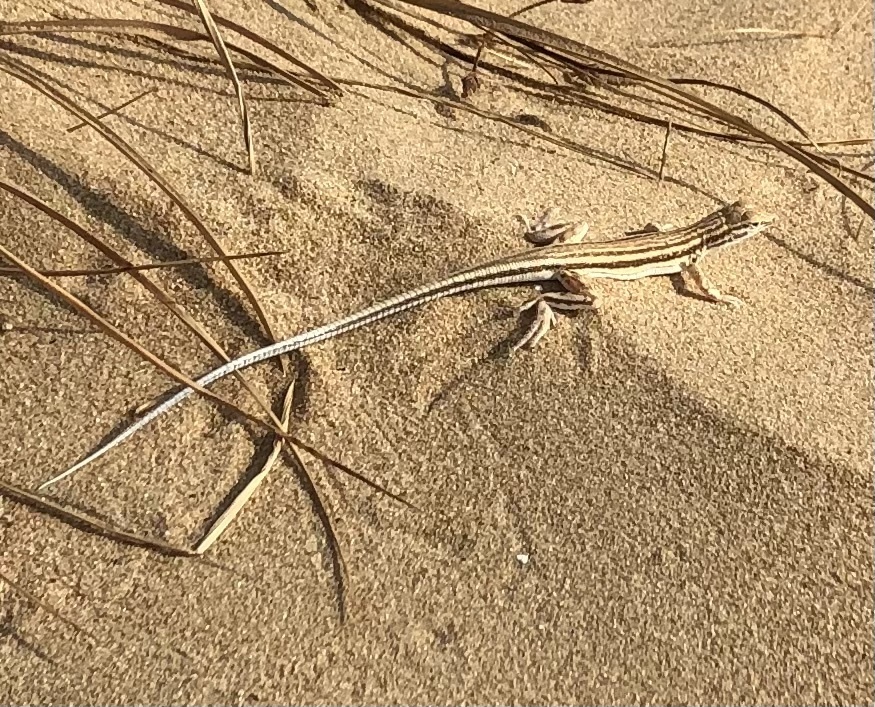 Saudi Fringe-fingered Lizard from Sector, Dubai, Dubai, AE on July 6 ...