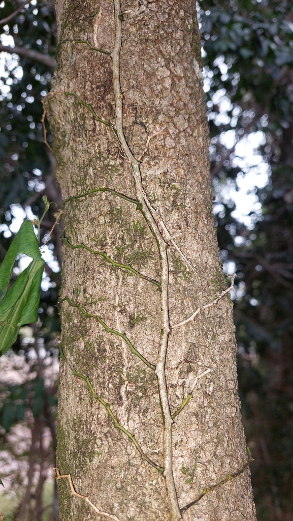 Scrambling Caper from Esk, AU-QL, AU on July 3, 2023 at 12:23 PM by murrayoke · iNaturalist