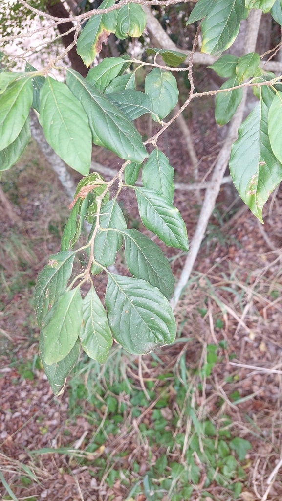 Turraea pubescens from Esk, AU-QL, AU on July 3, 2023 at 12:23 PM by ...