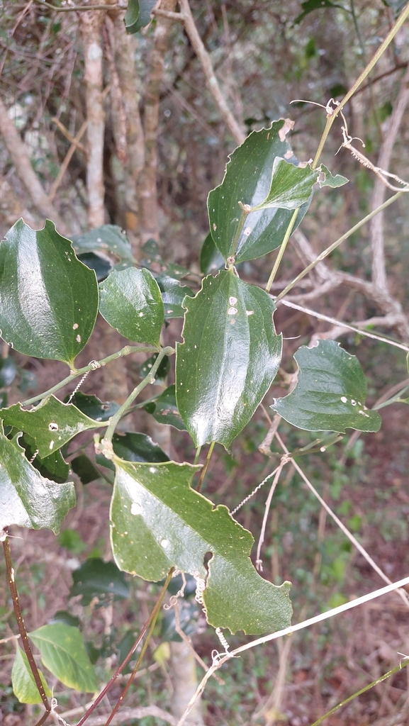 Broad Leaved Native Cherry from Split Yard Creek QLD 4306, Australia on ...