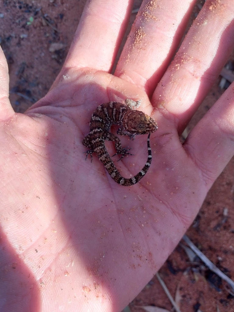 Common Prickly Gecko from Nerren Nerren WA 6532, Australia on June 13 ...