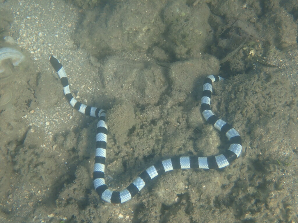Banded Sea Krait from Vuda, Fiji on June 30, 2023 at 03:35 PM by ...