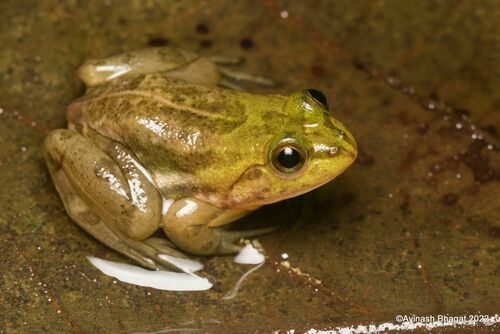 Kerala Skittering Frog (Phrynoderma kerala) · iNaturalist United Kingdom