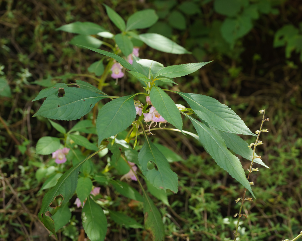 Impatiens platysepala from Guangze County, Nanping, Fujian, China on ...
