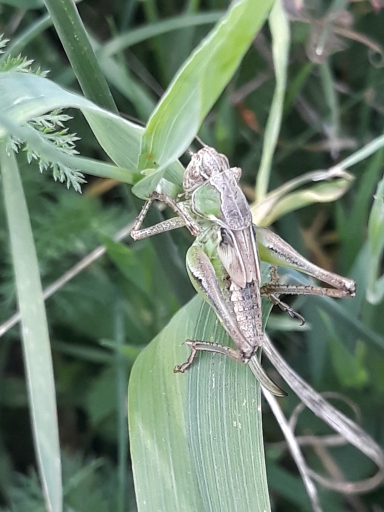 Grey Bush-cricket from Longwy, France on July 5, 2023 at 04:31 PM by ...