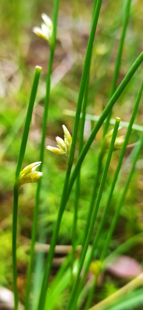 Thread Rush from Свердловская обл., Россия, 624936 on July 6, 2023 at ...