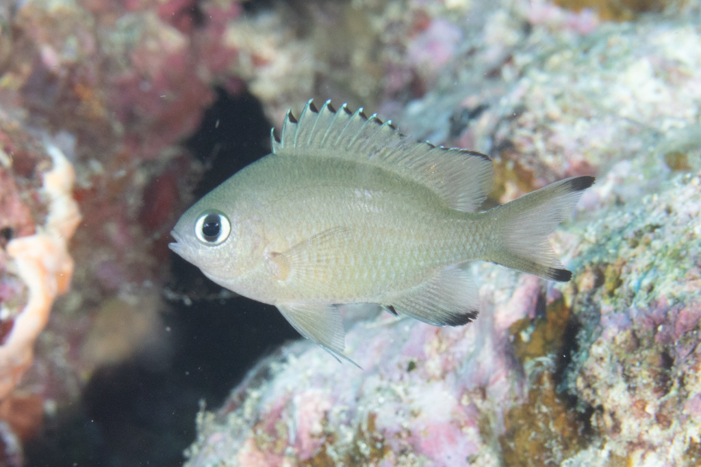 Scaly Puller (Saltwater Fish of the Indo Pacific) · iNaturalist